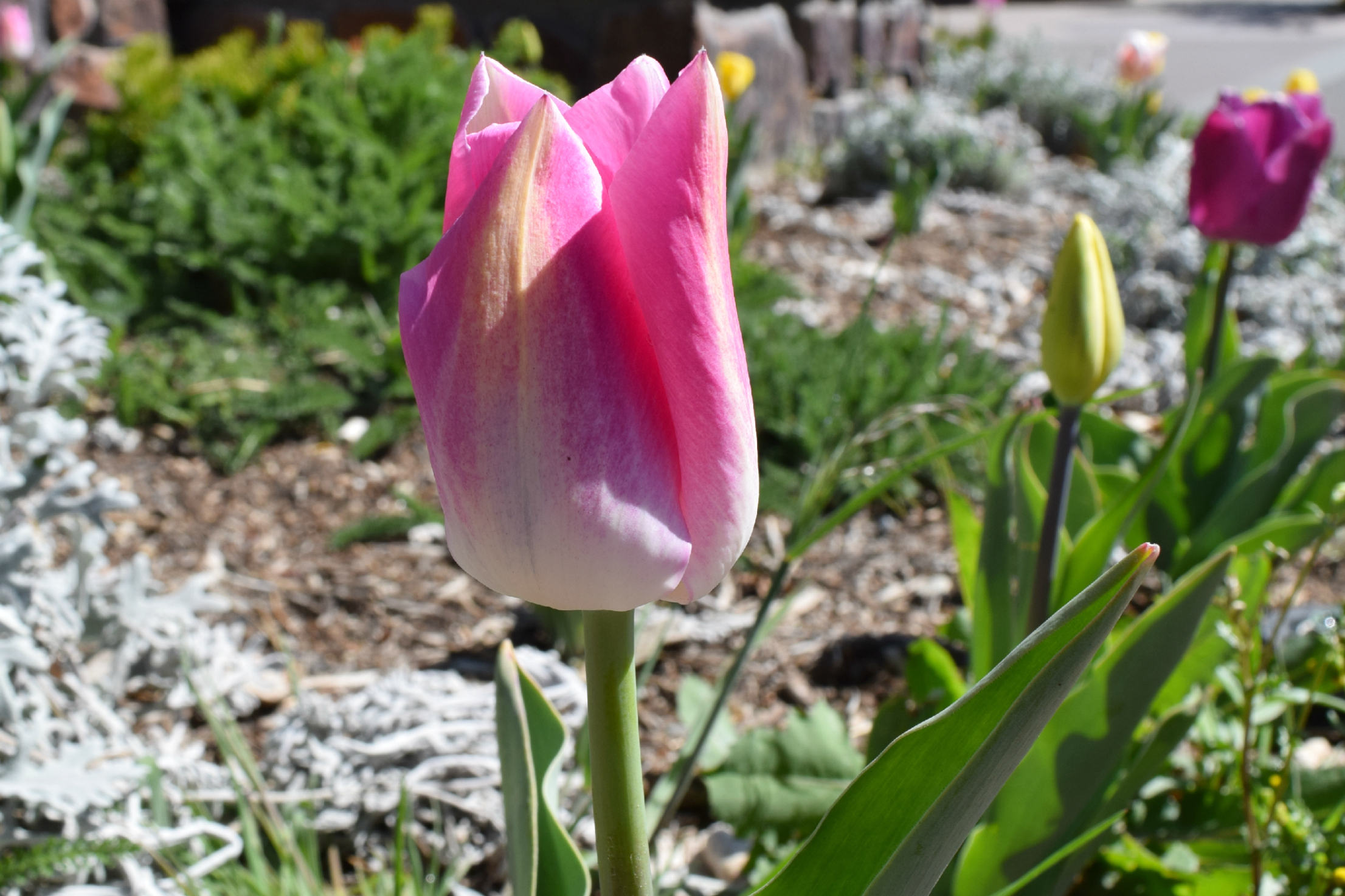 Why Spring Is The Best Time To Visit Big Bear Lake