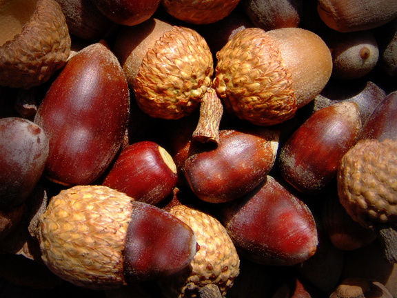 Acorn Crafts in Big Bear Lake | Destination Big Bear