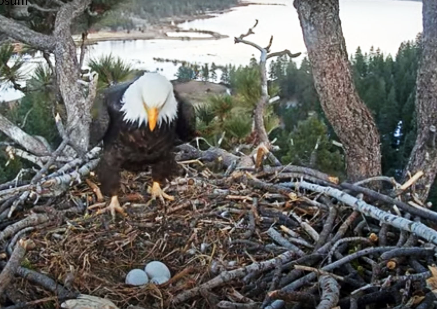 Big Bear Eagles Nest Watch - Destination Big Bear